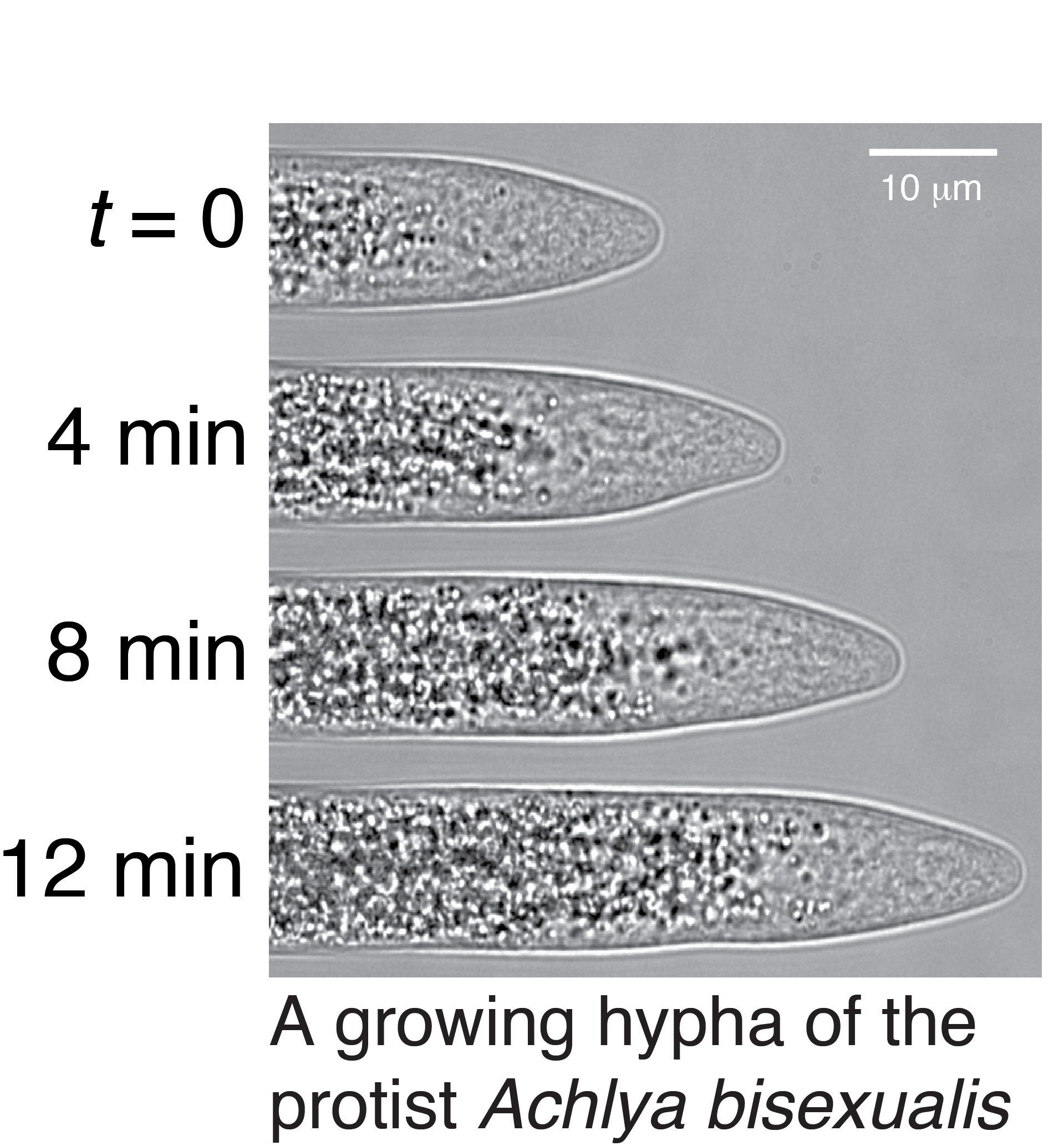 Research | Rojas Lab