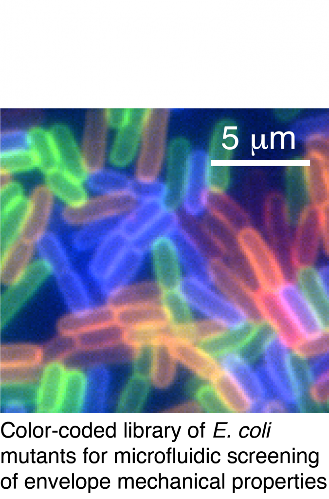 Research | Rojas Lab
