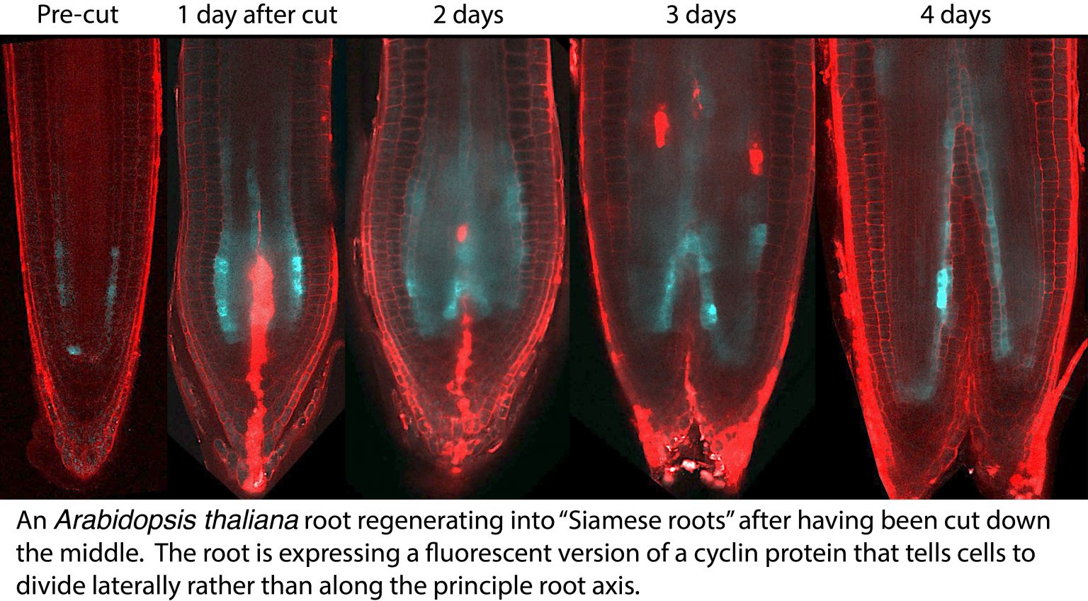 Research | Rojas Lab